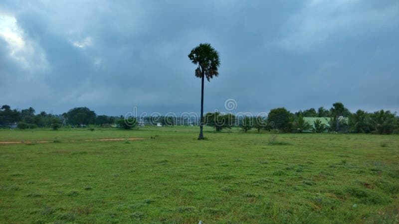 Lonely tree stock image. Image of alone, lonely, palm - 52327201