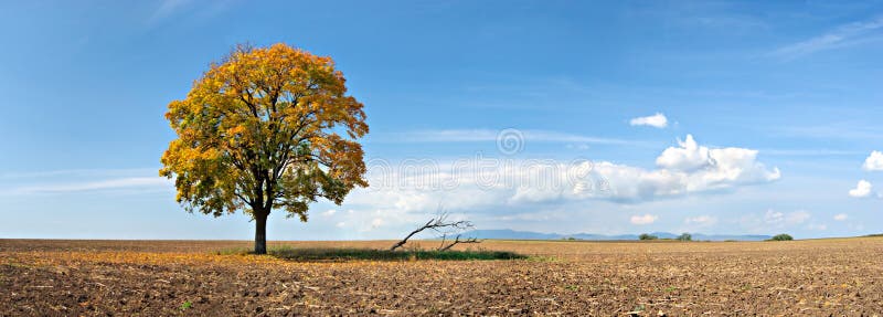 Lonely tree panorama stock photo. Image of farm, colorful - 3287650