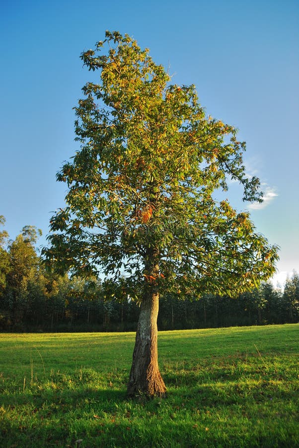 Pasture Tree Blooming in Spring Stock Photo - Image of tree, yellow ...