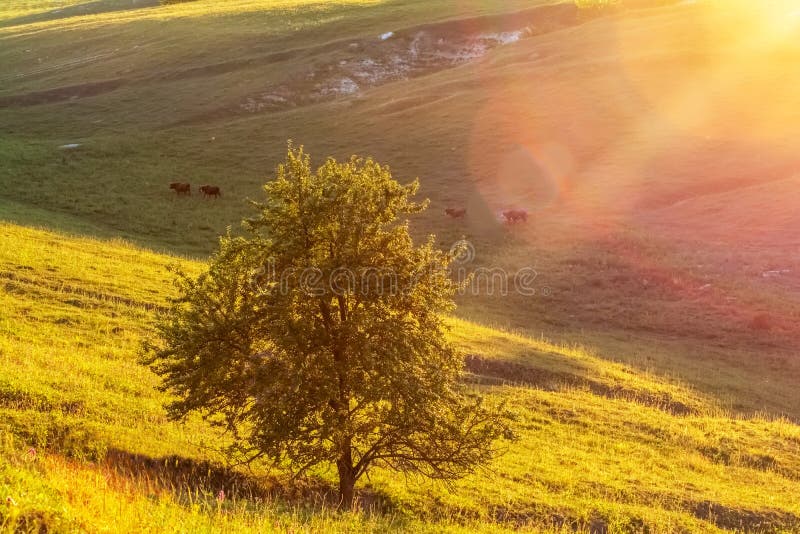 A Lonely Tree in a Pasture among the Hills in the Glare of the Setting ...