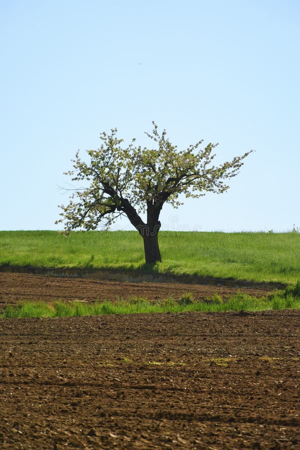 Lonely Tree on the Plowed Field Stock Photo - Image of horizon, leaves ... Lonely Tree on the Plowed Field Stock Photo - Image of horizon, leaves ...