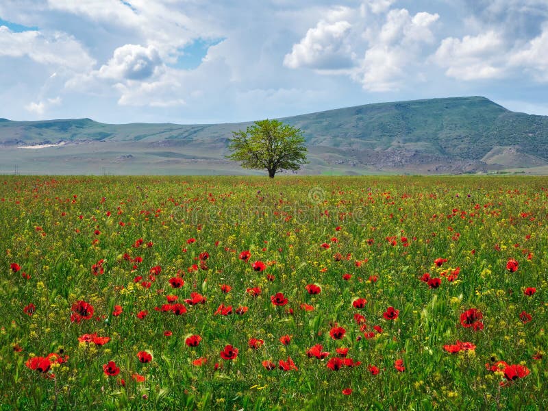 Lonely Tree in a Poppy Field in the Spring Stock Photo - Image of area ...