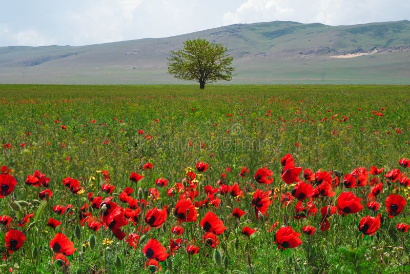 Lonely Tree in a Poppy Field in the Spring Stock Photo - Image of ...