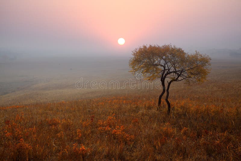 Lonely Tree on the Prairie in Autumn Stock Photo - Image of autumn ...