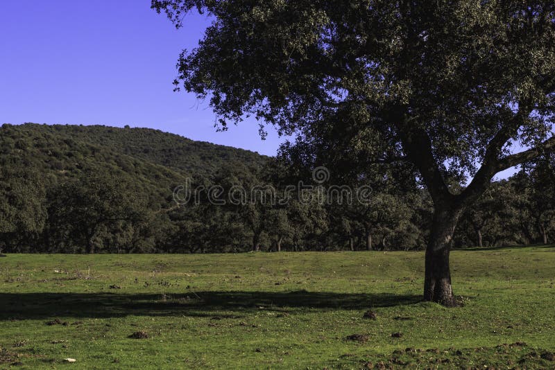 Lonely Tree Providing a Shade in the Field on a Sunny Day Stock Image ...