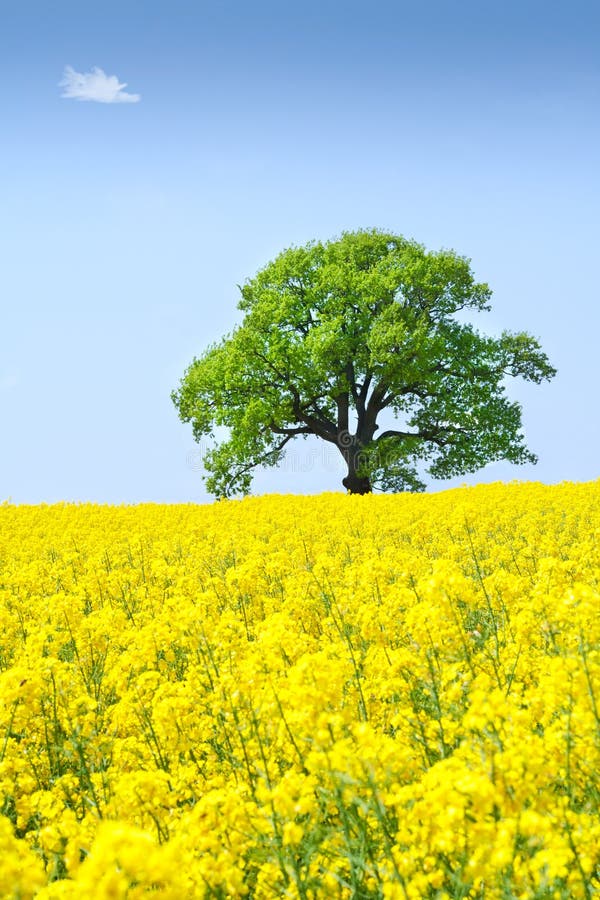Lonely Tree in a Field Under Clear Sky Stock Image - Image of canola ...