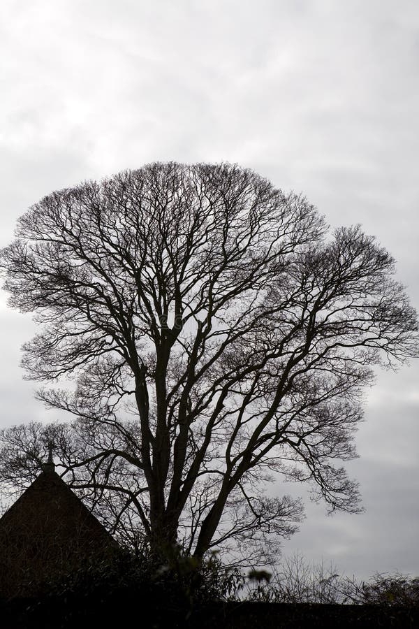 Lonely Tree and a Roof of House Stock Photo - Image of branch, horizon ...