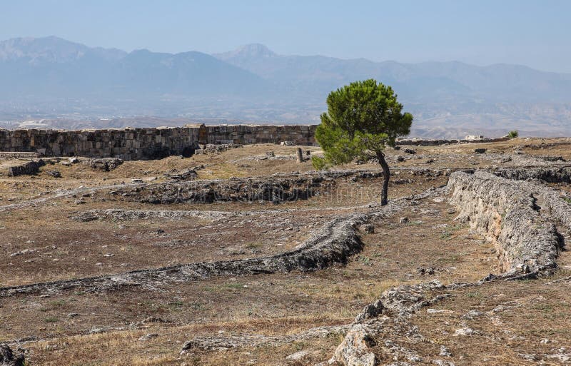 Lonely tree stock photo. Image of hierapolis, tree, turkey - 101931064