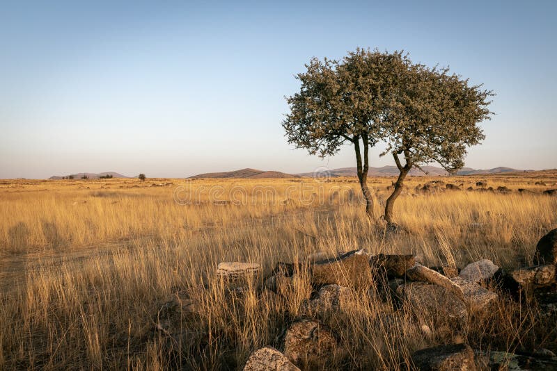 Lonely tree in Savannah stock photo. Image of hill, horizon - 199053396