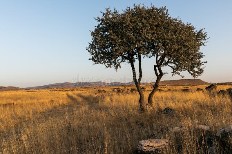 Lonely tree in Savannah stock photo. Image of horizon - 199053476