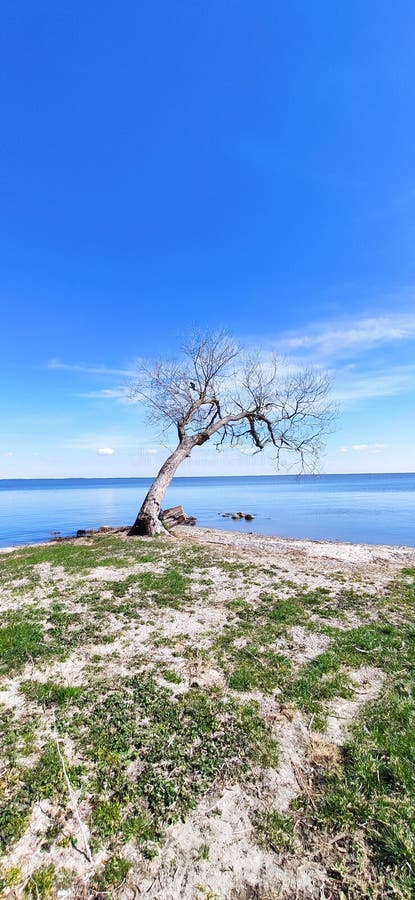 Lonely tree by the sea stock image. Image of lonely - 248007903