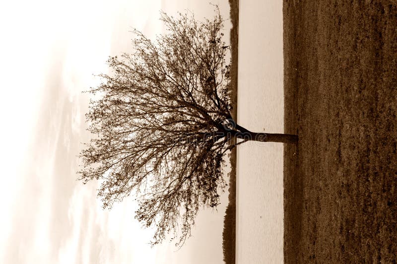 Lonely tree sepia stock image. Image of sepia, fall, lonely - 1932631