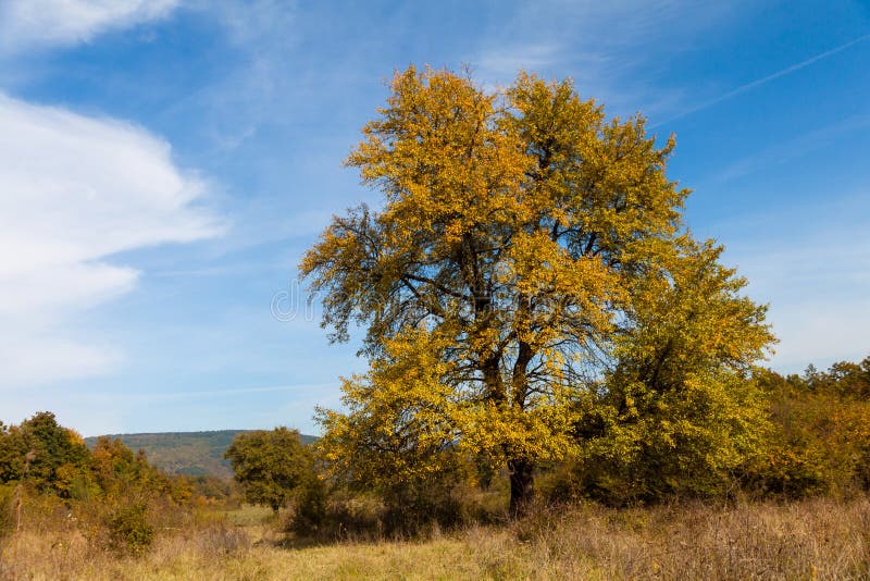 Lonely tree stock image. Image of calm, scenery, flora - 46965643