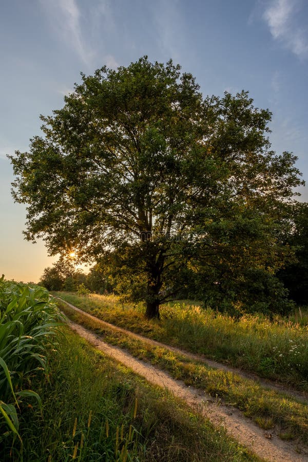 Lonely Tree. Landscape of Alentejo, Portugal Stock Image - Image of ...