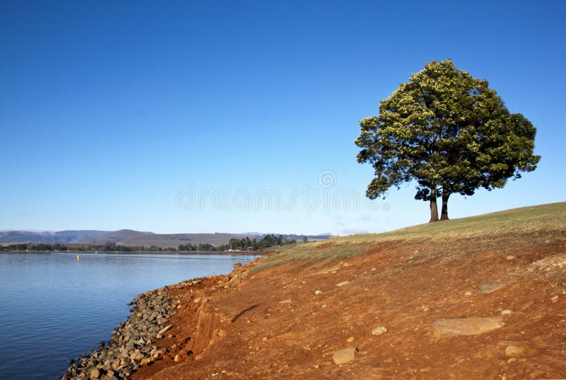 Lonely Tree on the Shore of Midmar Dam Stock Photo - Image of sport ...