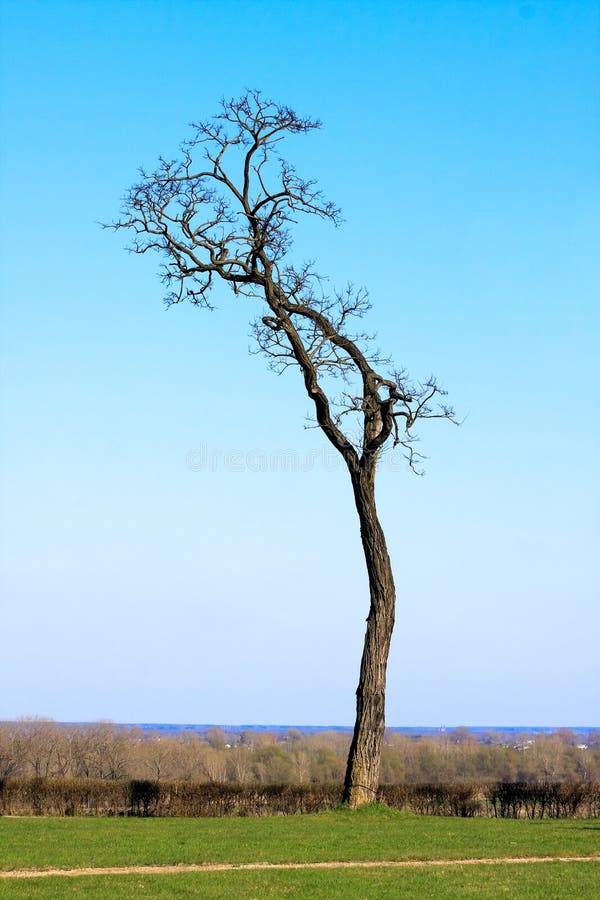 Lonely tree stock photo. Image of tremendous, plant, strong - 39447512