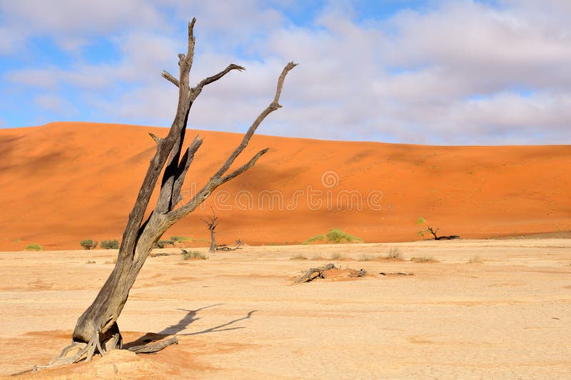 Lonely Tree Skeleton, Deadvlei, Namibia Stock Photo - Image of tree ...