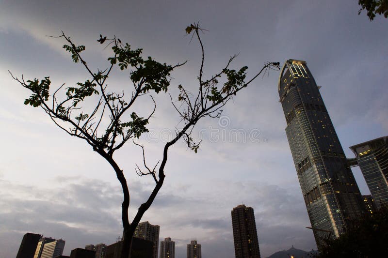Lonely Tree with Skyscraper Stock Photo - Image of destruction ...