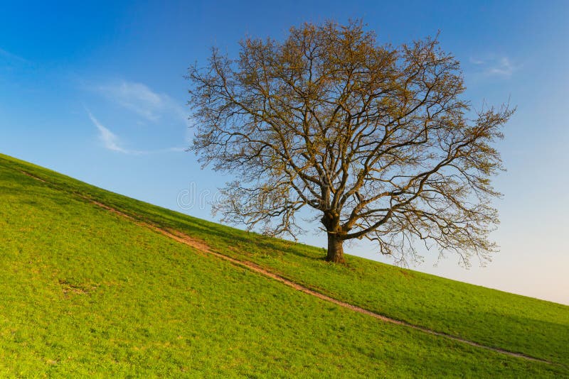 Lonely tree in the slope stock image. Image of lush, environment - 31620865