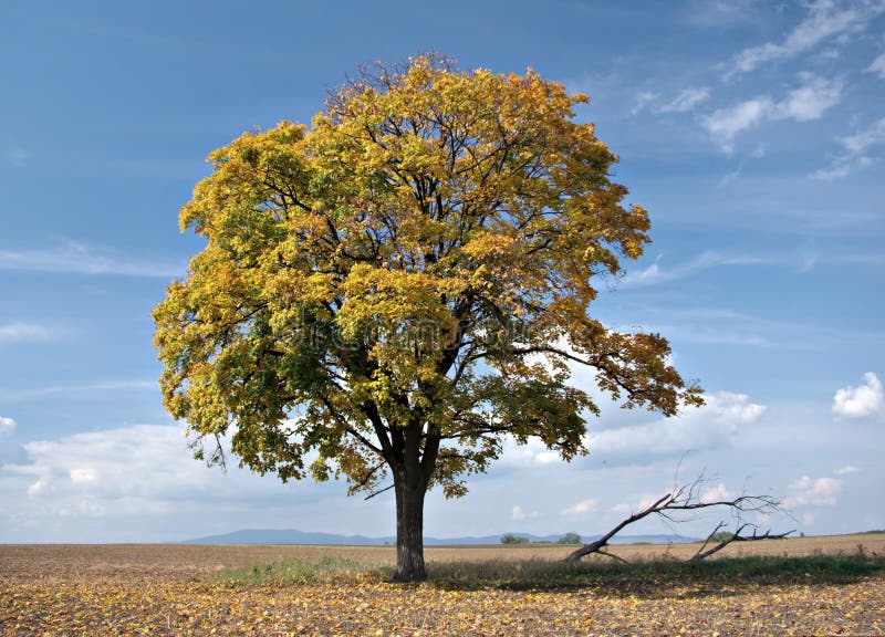 Red Tree stock photo. Image of trees, plant, grass, colours - 27790