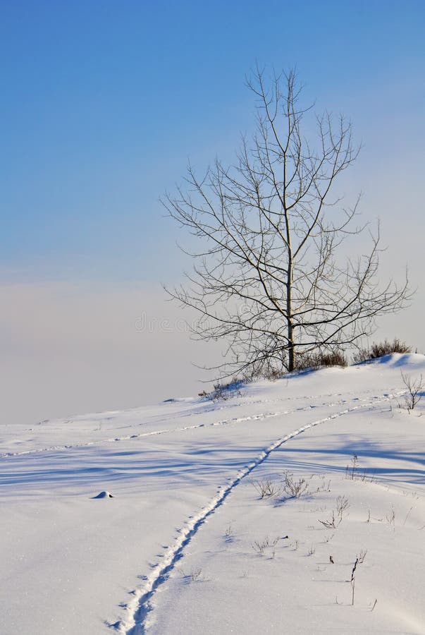 Lonely tree in snow stock photo. Image of landscape, trees - 24073600