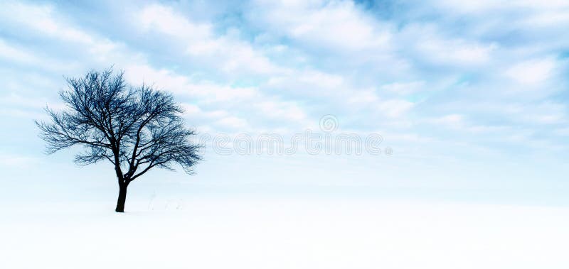 Lonely tree in snow stock photo. Image of frozen, landscape - 27190092