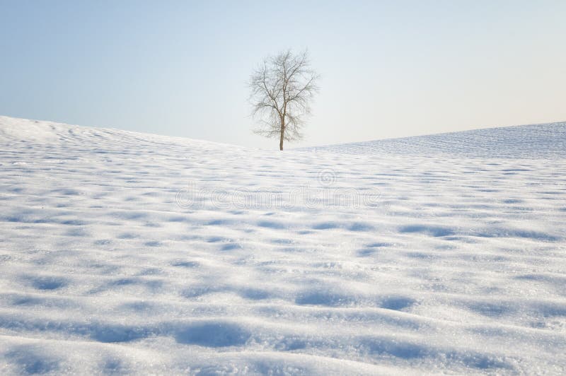 Lonely tree in snow stock image. Image of nature, lonely - 51384455