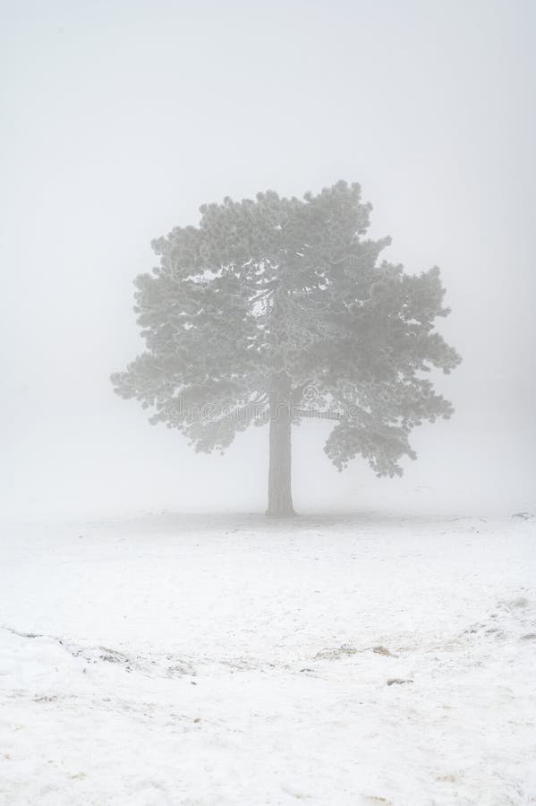 Lonely Tree in Snowy Winter Landscape Stock Photo - Image of calm, cold ...