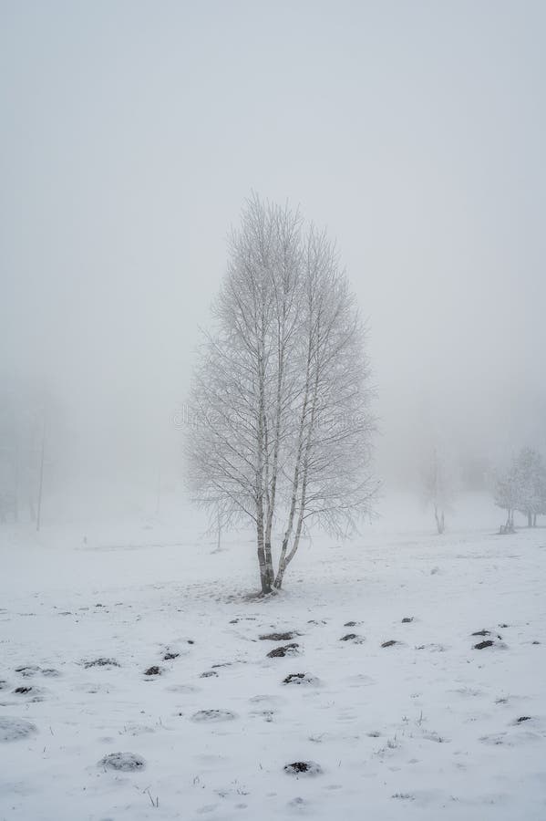 Lonely Tree in Snowy Winter Landscape Stock Image - Image of snowfall ...