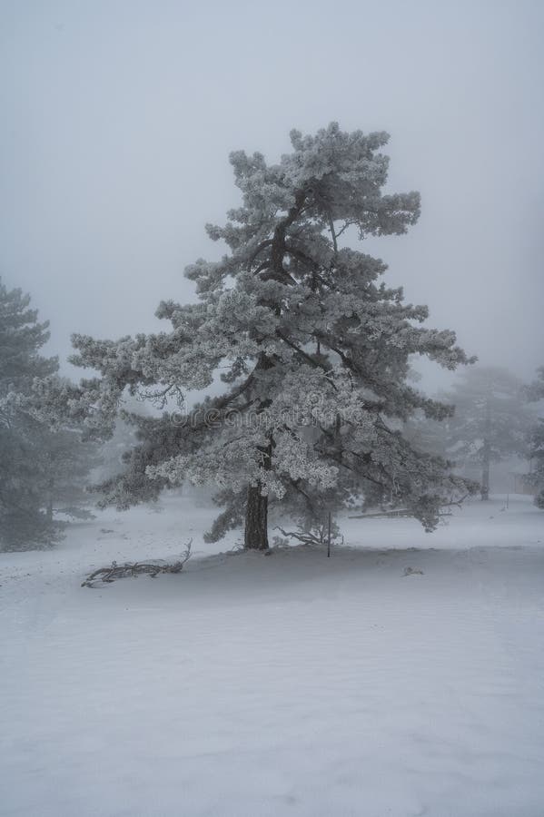 Lonely Tree in Snowy Winter Landscape Stock Photo - Image of solitude ...