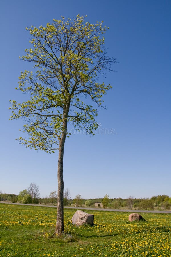 Lonely Tree in Spring stock image. Image of rock, grass - 5149805