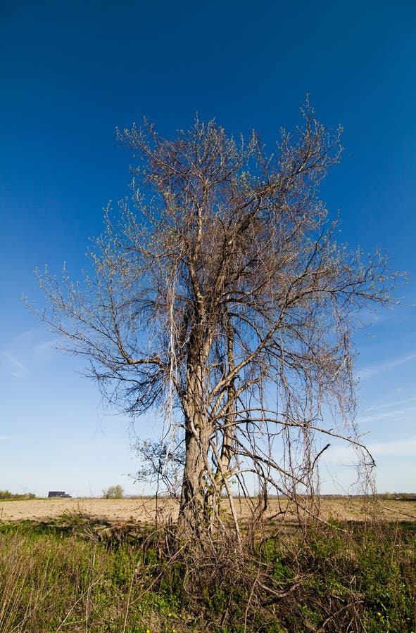 Lonely tree in the spring stock photo. Image of blue - 30052046