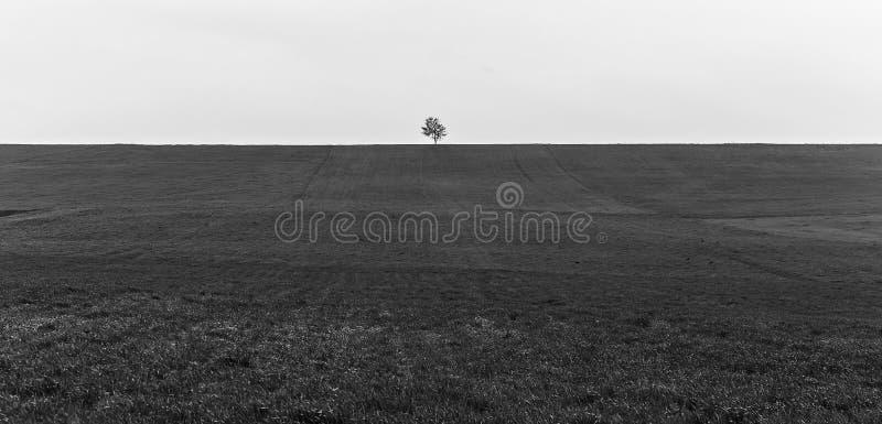 Lonely Tree on a Spring Field Stock Photo - Image of foliage, field ...