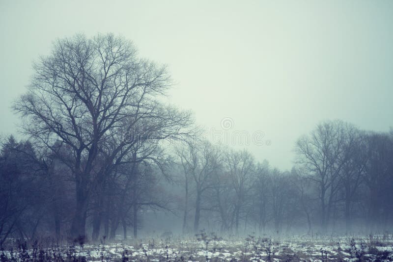 Lonely Tree in the Spring Field with Snow and Mystical Fog Stock Image ...