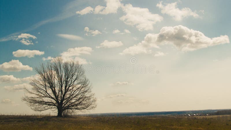 Lonely Tree at Spring Field in Sunny Day, Clouds on Sky Stock Photo ...