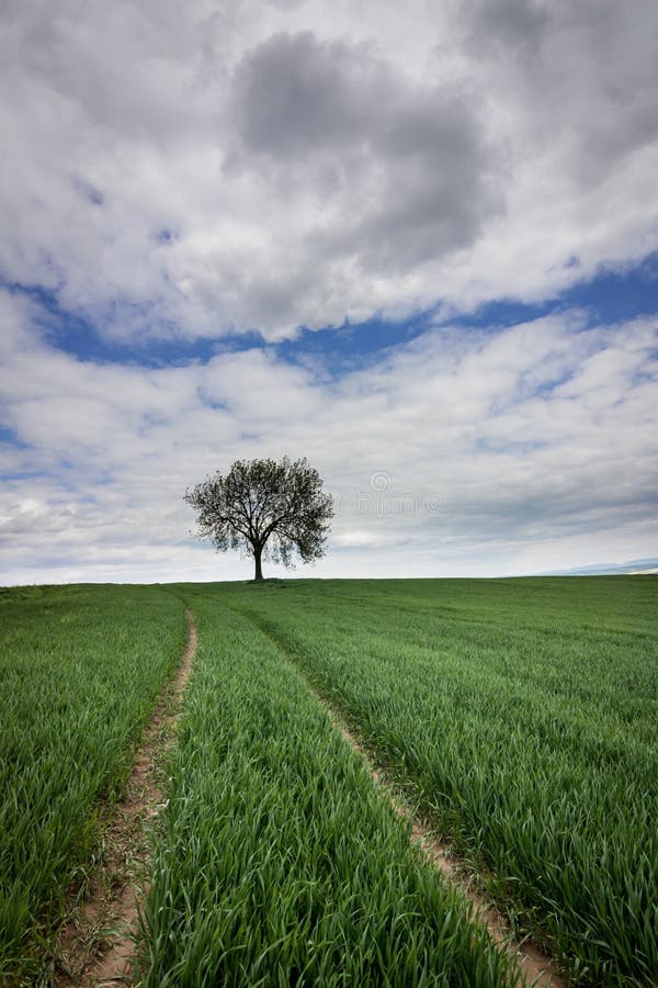 Lonely Tree in Spring Green Field Stock Image - Image of beauty ...