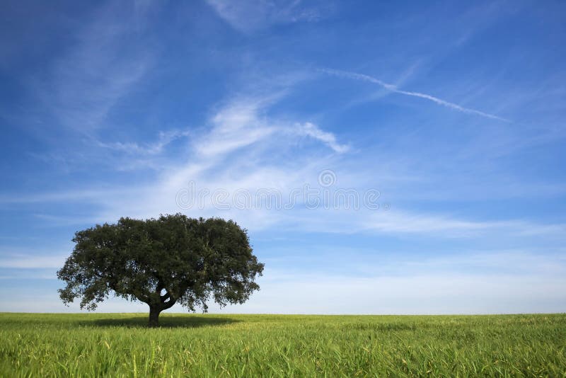 Lonely Tree In Spring Landscape Picture. Image: 5169937