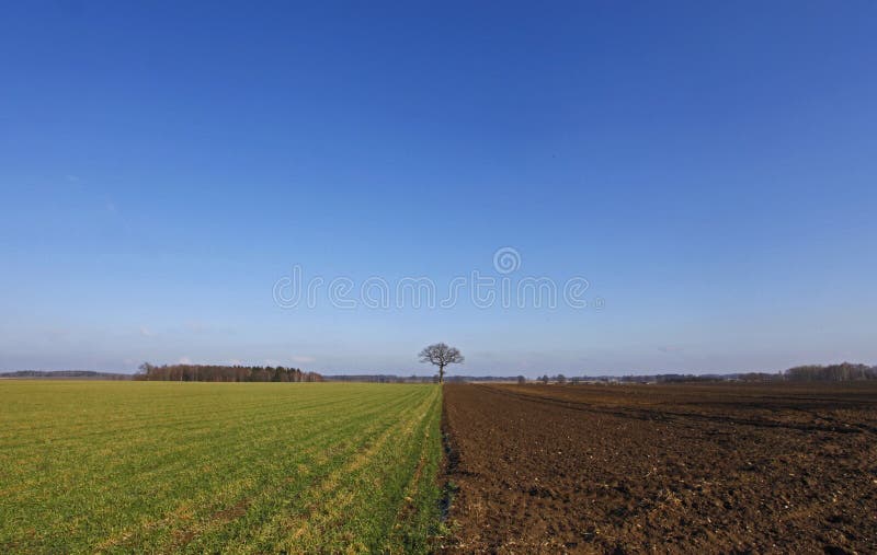 Lonely Tree In Spring Landscape Picture. Image: 5169937