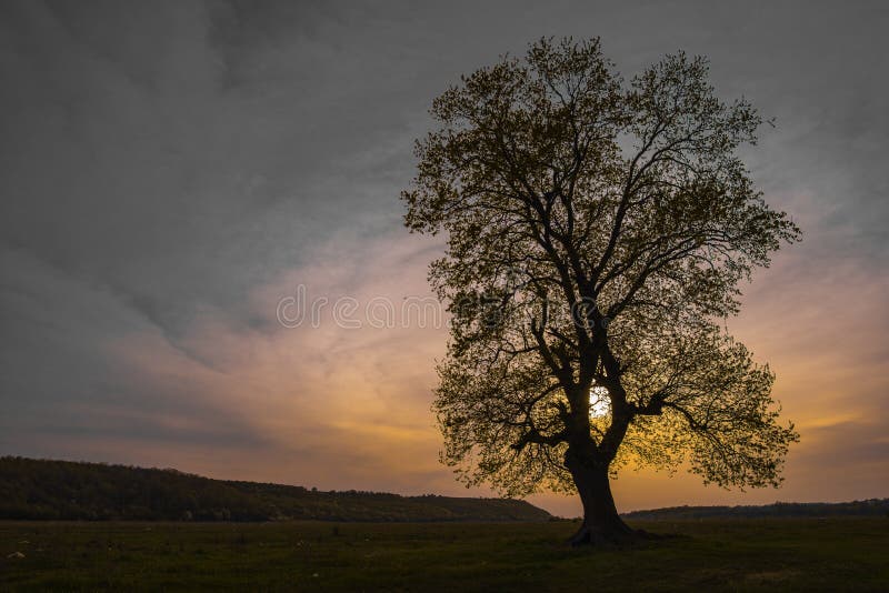 Lonely tree stock photo. Image of lonely, springmorning - 40186350