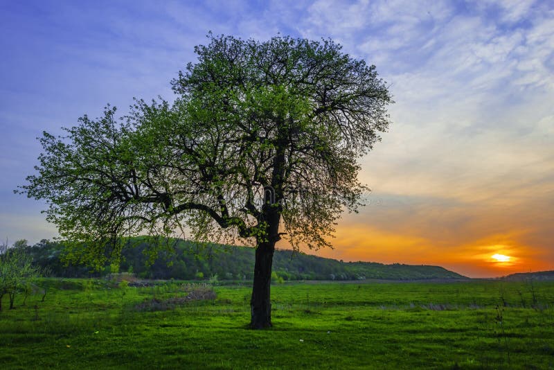 Lonely tree stock photo. Image of sunlight, grass, horizon - 40186506