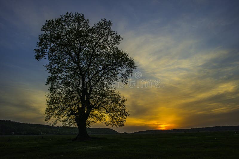 Lonely tree stock photo. Image of morning, sunlight, yellow - 40186716