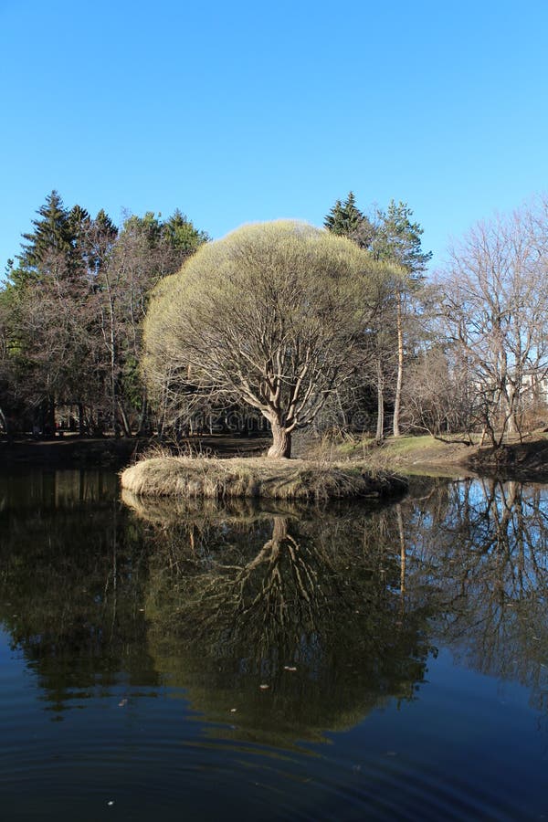 Lonely Tree In Spring Landscape Picture. Image: 5169937
