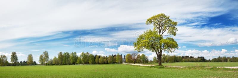 Lonely Tree in Spring on Pature Field Stock Photo - Image of farm ...