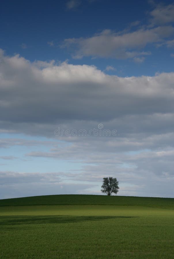 Lonely tree stock photo. Image of grass, spring, tree - 52743164