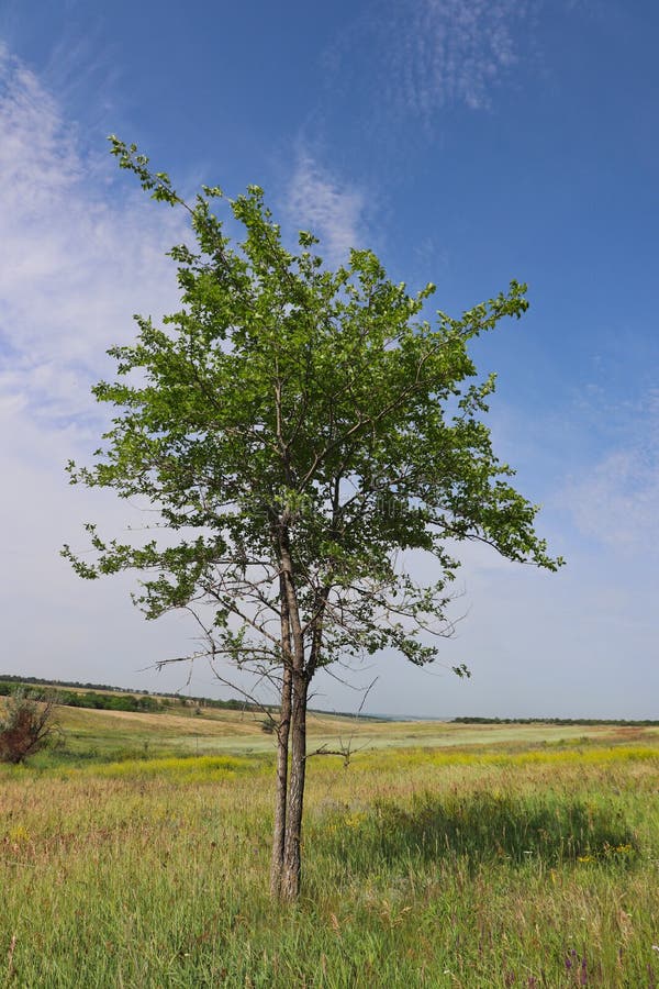 Tree Stand Alone in the Middle of a Blooming Field. Stock Image - Image ...
