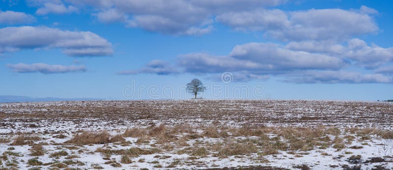 Lonely Tree Standing on Field in Spring Stock Image - Image of weather ...