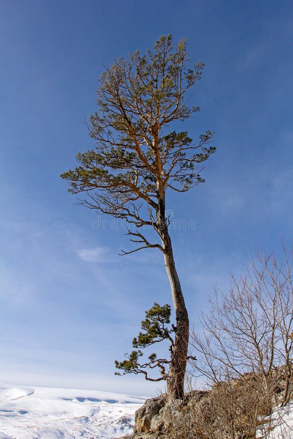 A Lonely Tree Standing on Top of a Mountain Cliff, Symbolizing the Life ...