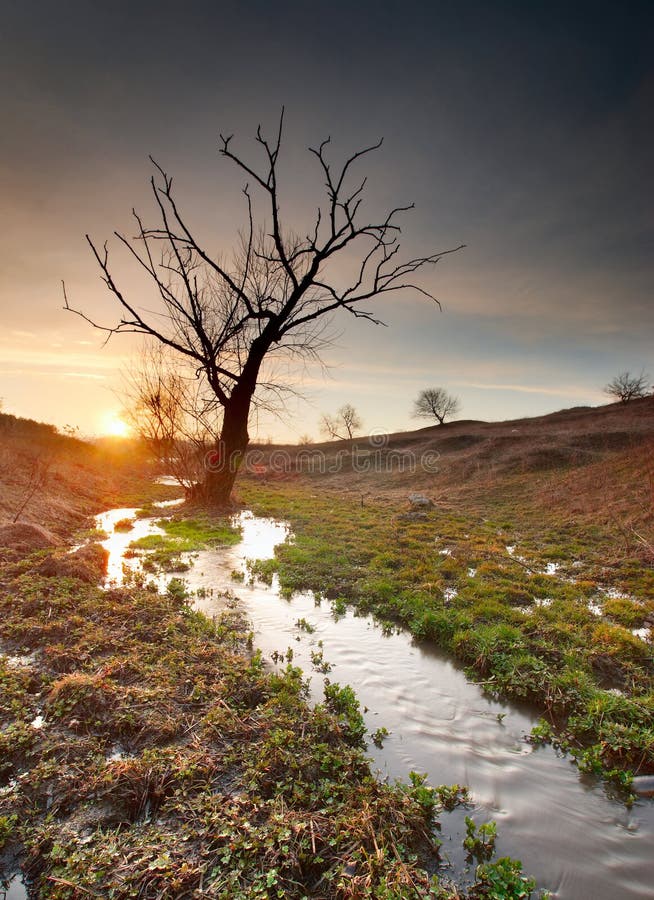 Lonely tree and stream stock image. Image of sunset, stream - 50362721