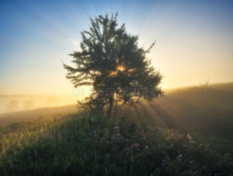 Rays. a Picturesque Foggy Morning Stock Image - Image of amazing ...