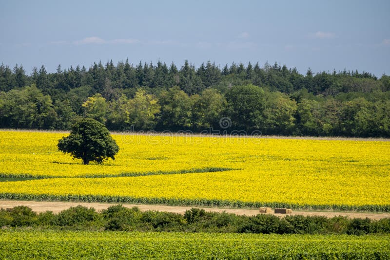 Lonely Tree on the Yellow Field Stock Photo - Image of field, lonely ... Lonely Tree on the Yellow Field Stock Photo - Image of field, lonely ...